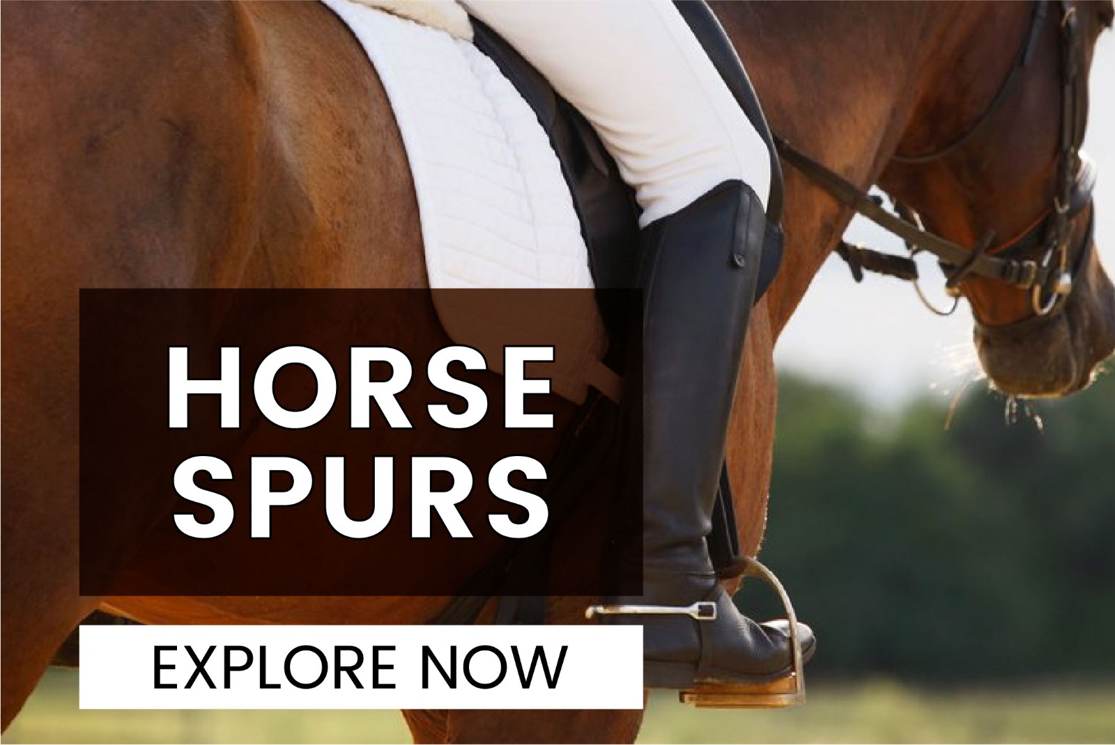 Clarm Horse Equestrain